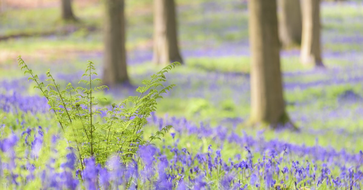 Het Brakelbos | In de Vlaamse Ardennen