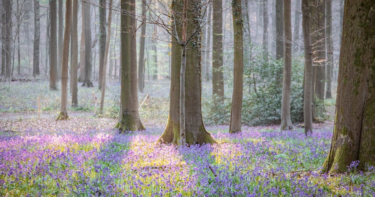 Ontdek het Brakelbos – wandelen in pure stilte